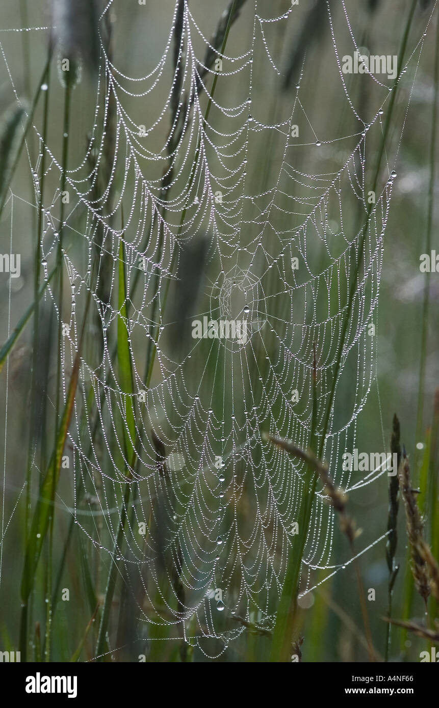 Dew covered spider web Stock Photo - Alamy