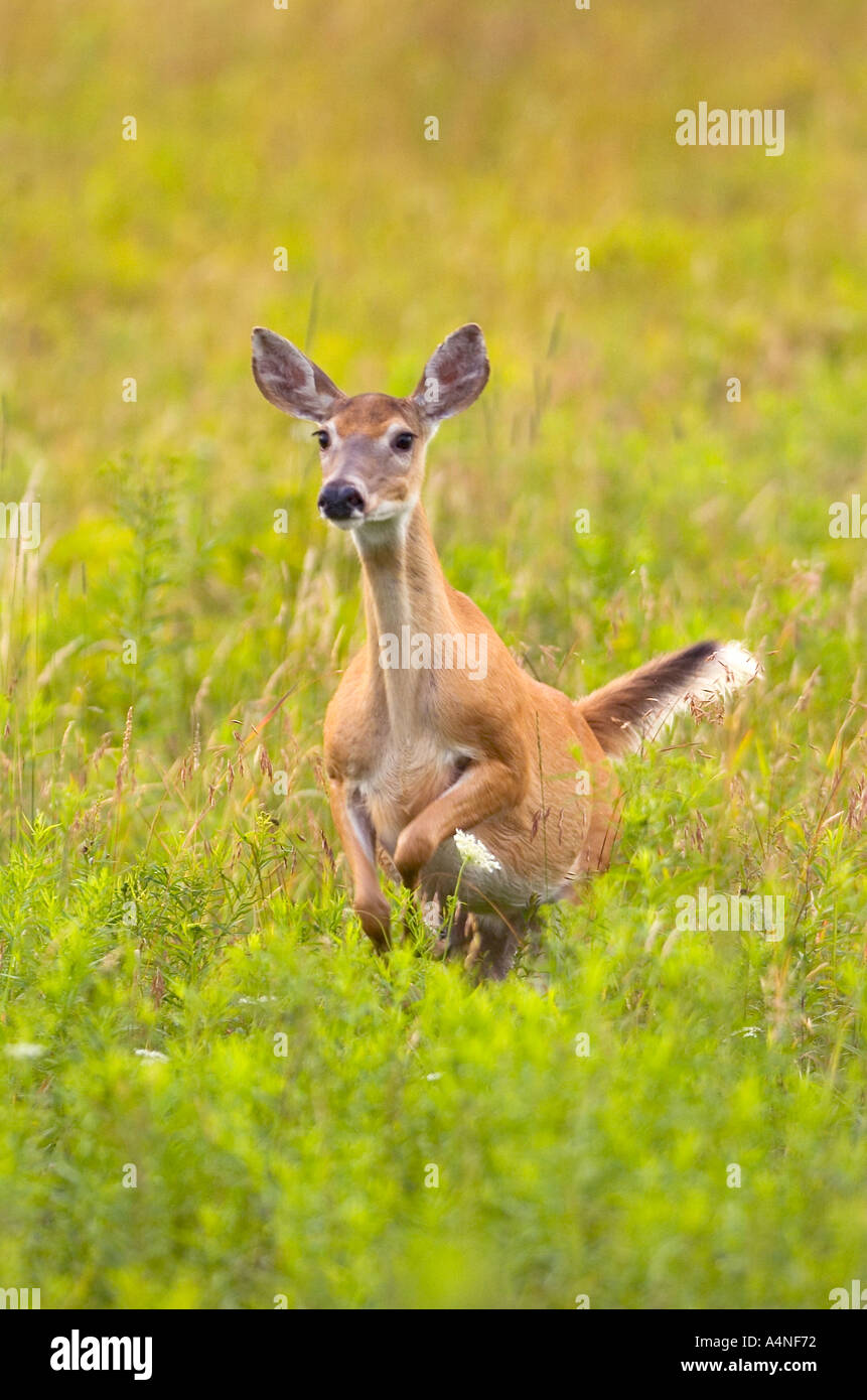 Deer doe jumping hi-res stock photography and images - Alamy