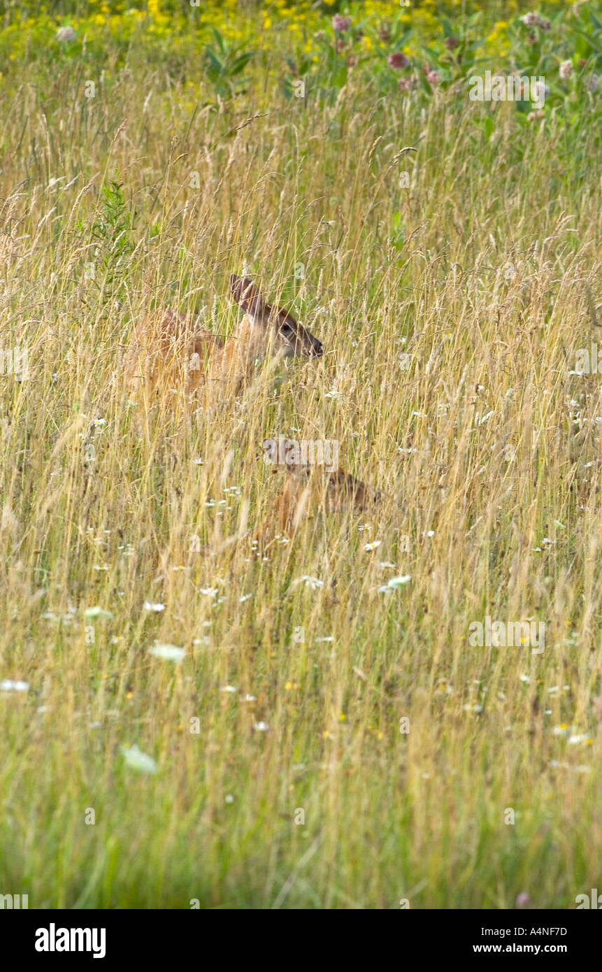 Deer Fawn hidden in grass Stock Photo - Alamy