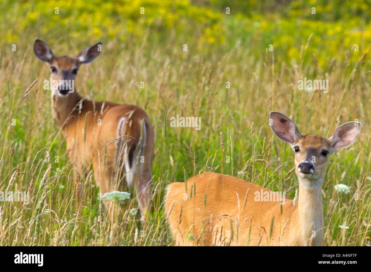 Canaan valley deer hi-res stock photography and images - Alamy