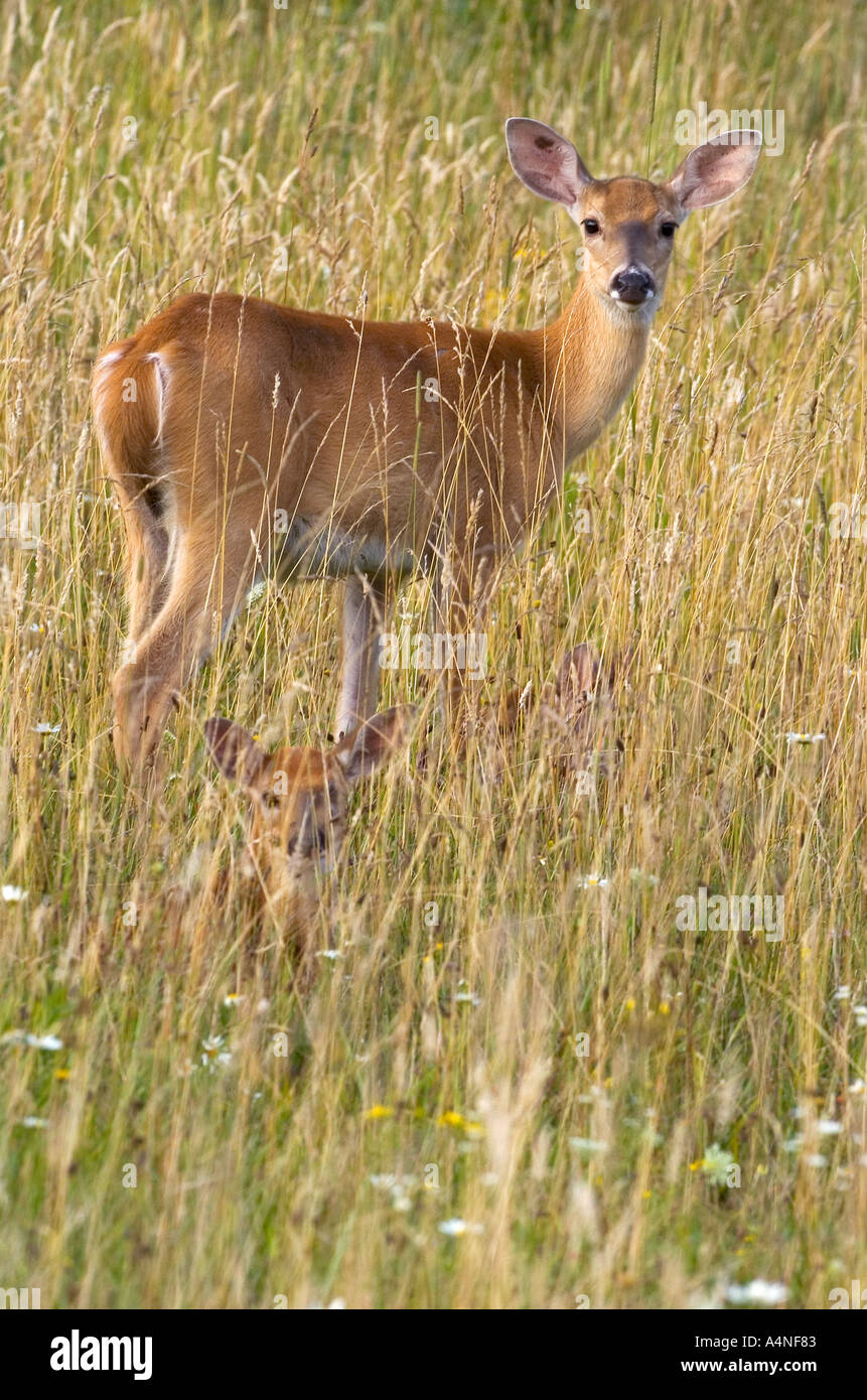 Deer doe in grass hi-res stock photography and images - Alamy