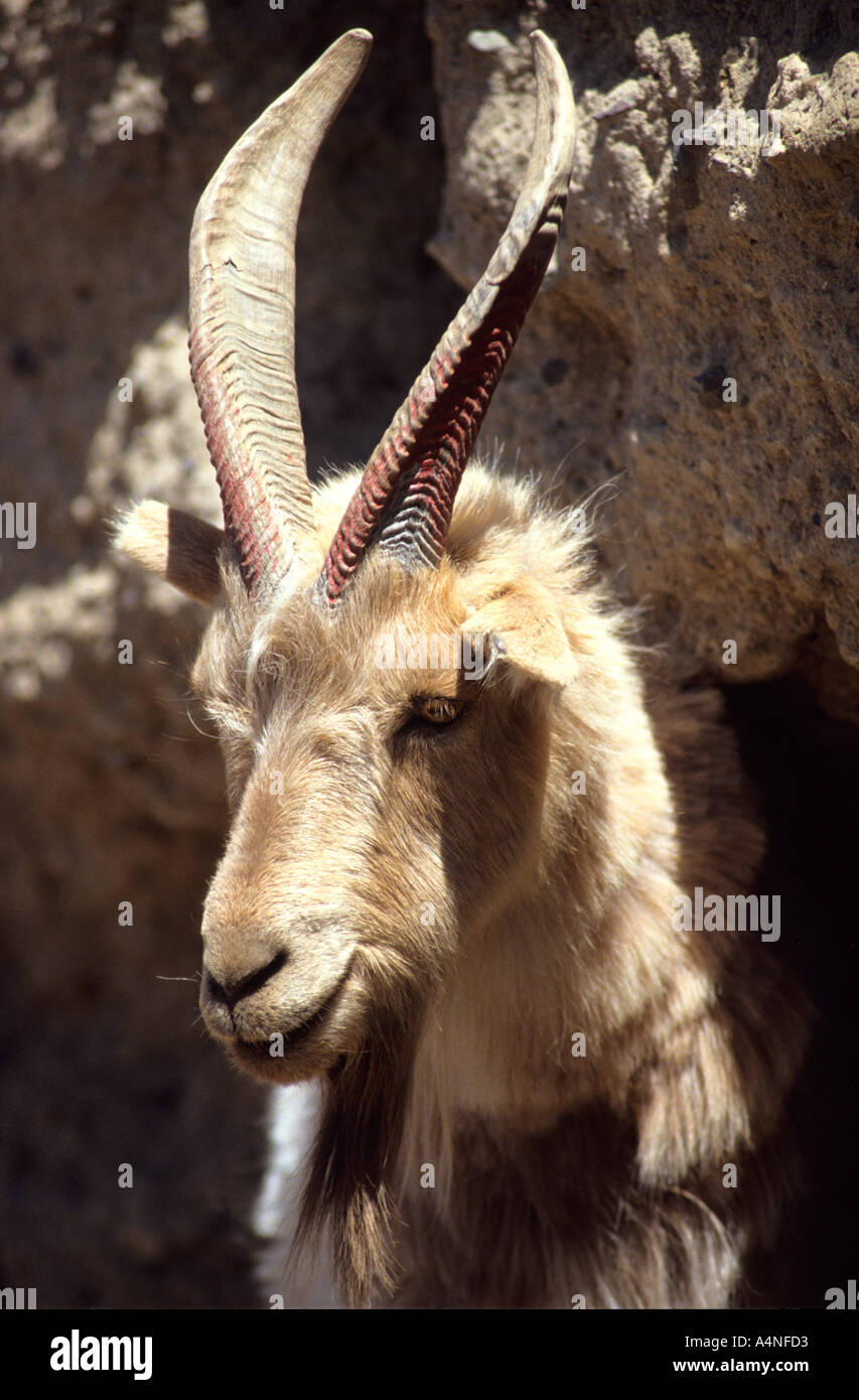 Cashmere goats are farmed near Yining ,Xinjiang province, in North west ...