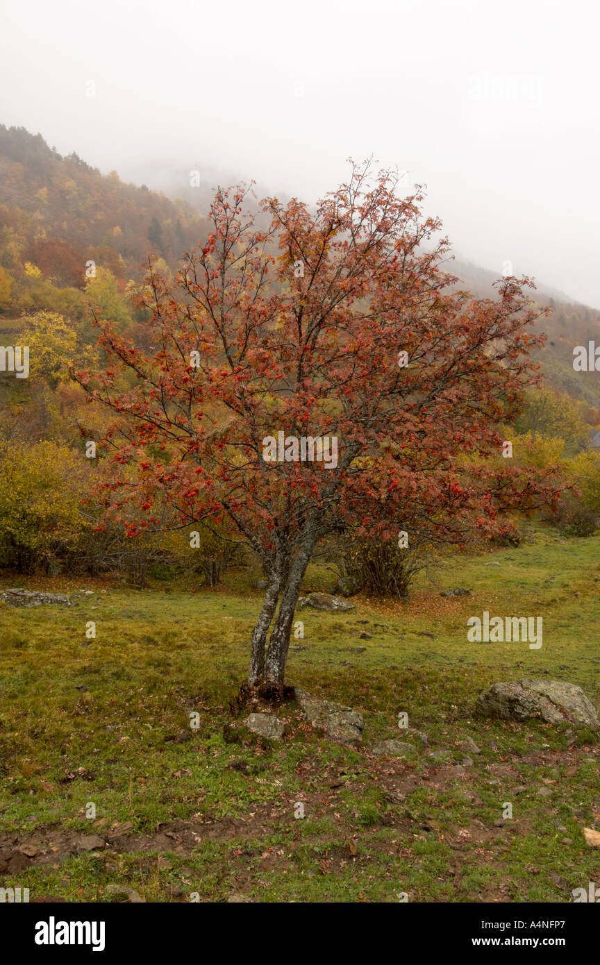 Serbal sorbus aucuparia hi-res stock photography and images - Alamy