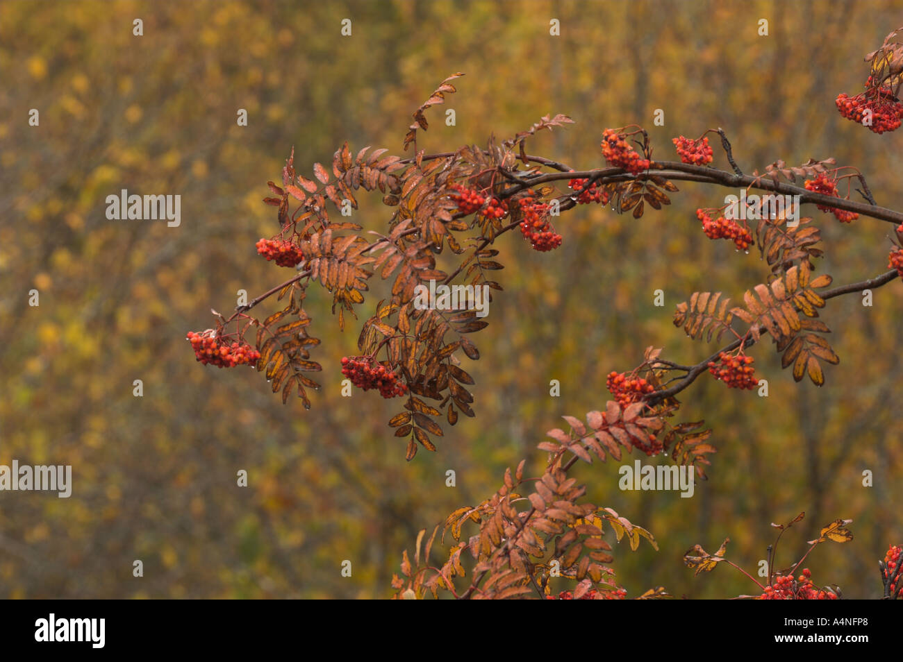 Serbal hi-res stock photography and images - Alamy