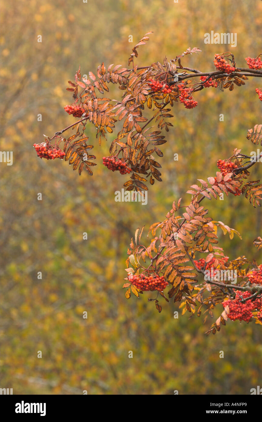 Rowan Mountain Ash Sorbier des oiseaux Serbal de cazadores Sorbus ...