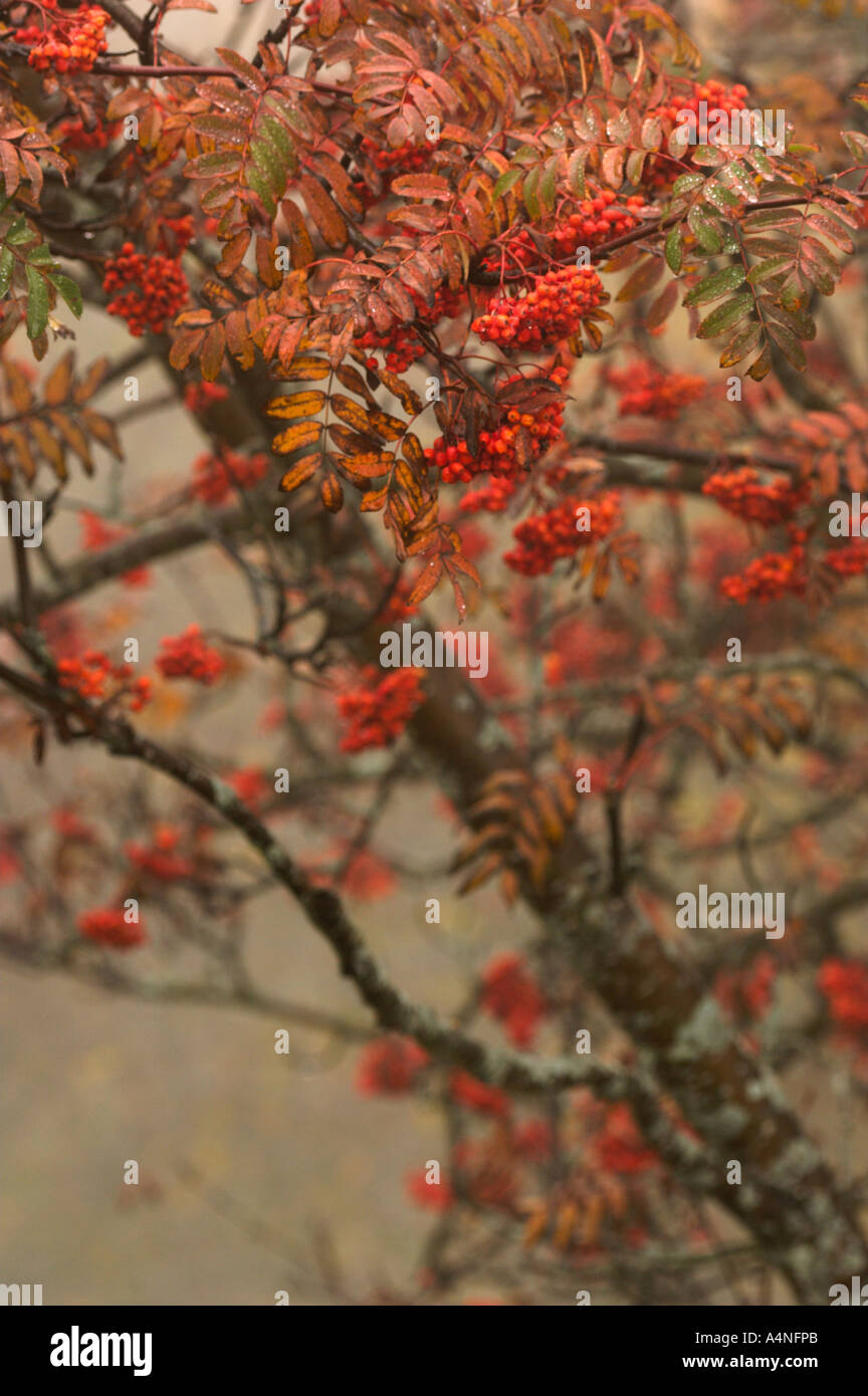 Serbal sorbus aucuparia hi-res stock photography and images - Alamy