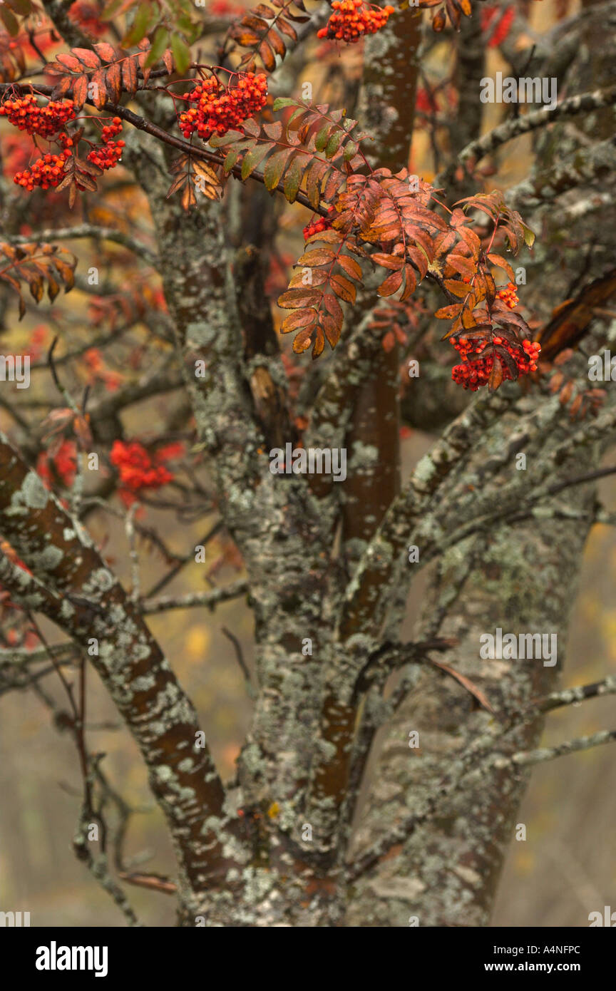 Serbal de cazadores hi-res stock photography and images - Alamy