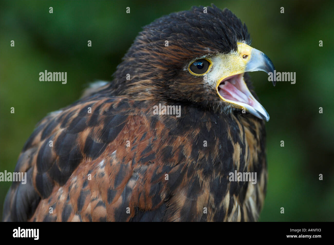 Hawk profile hi-res stock photography and images - Alamy