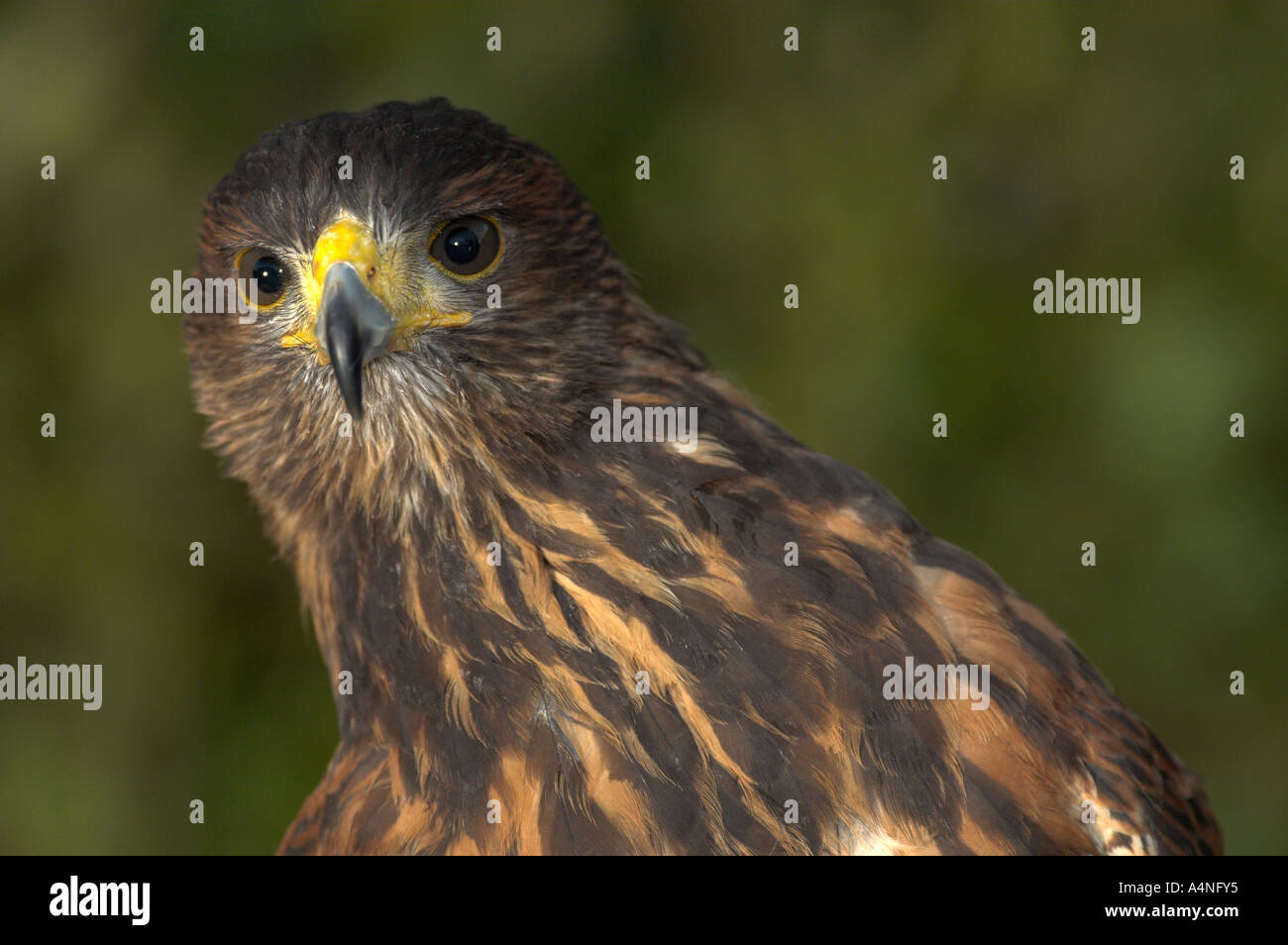 Medieval falconry hi-res stock photography and images - Alamy