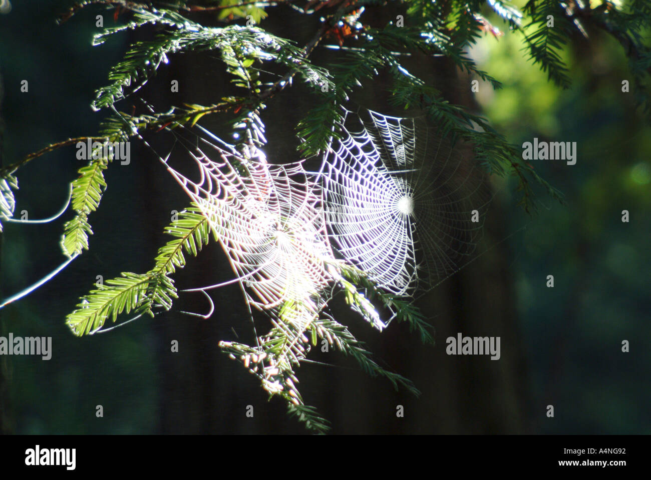 Spider web lit by the bright sun with bushes in the background in ...