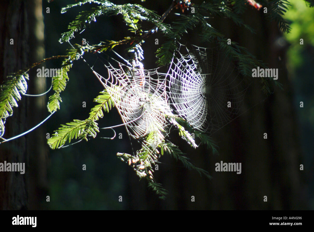 Spider web lit by the bright sun with bushes in the background in ...