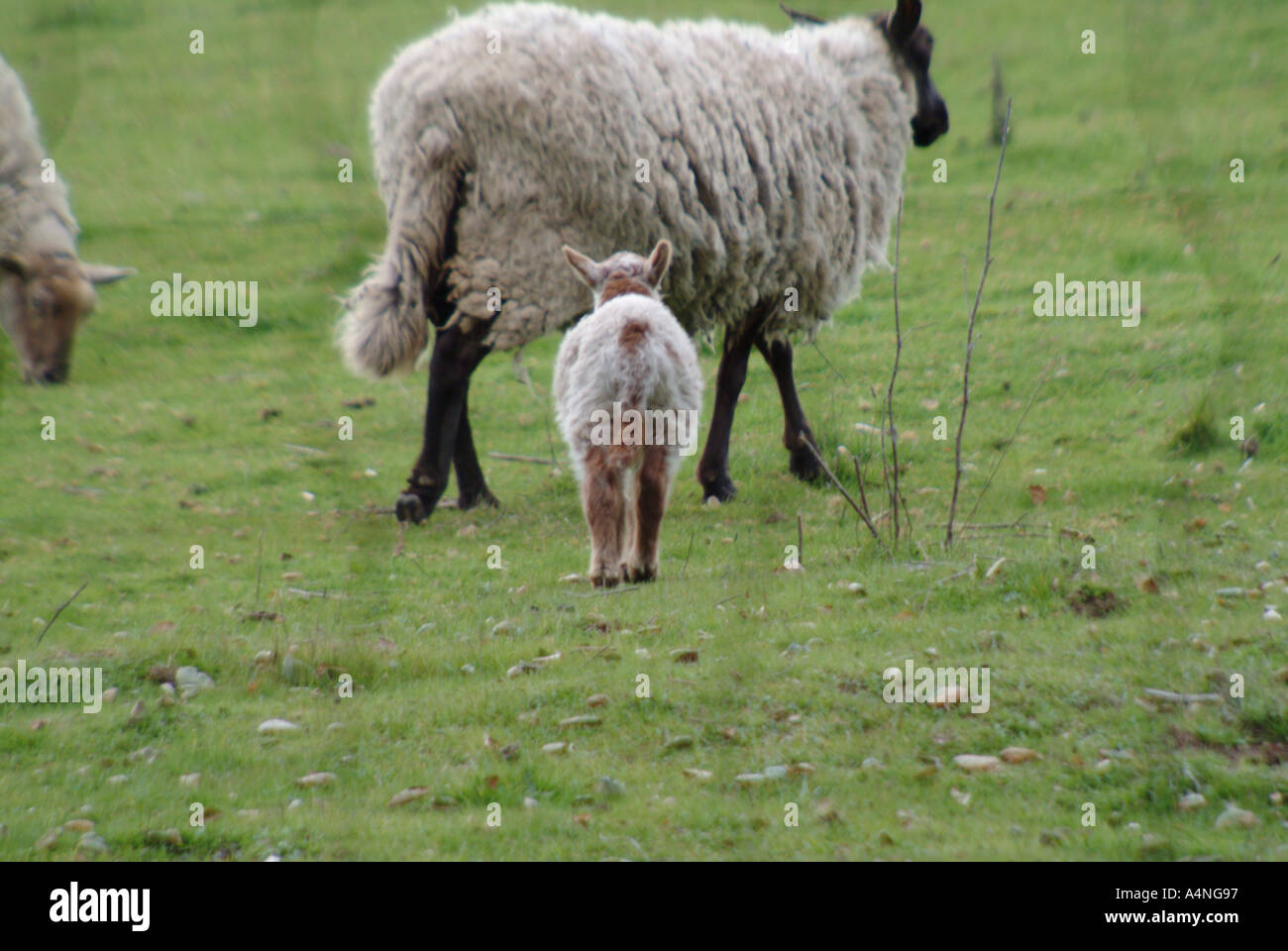 Sheep and lambs graze in Occidental California Stock Photo - Alamy