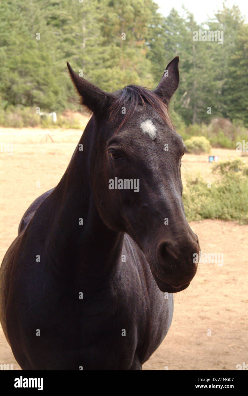 Black mare horse with a white spot on its forehead in a field MR L 023 ...