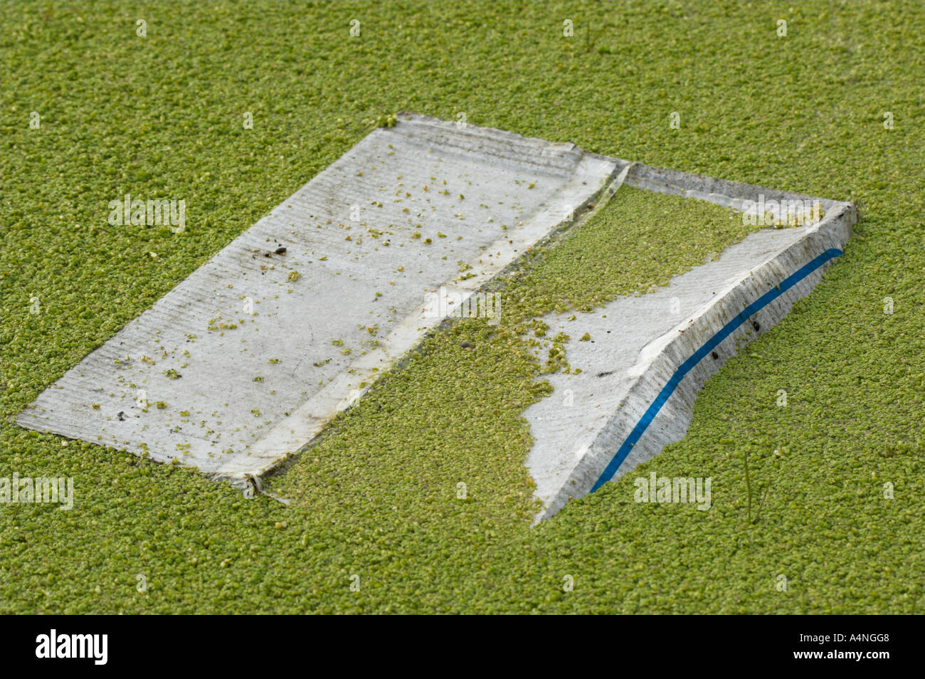 Common Duckweed Lemna minor and cardboard dropped box Spain Stock Photo ...