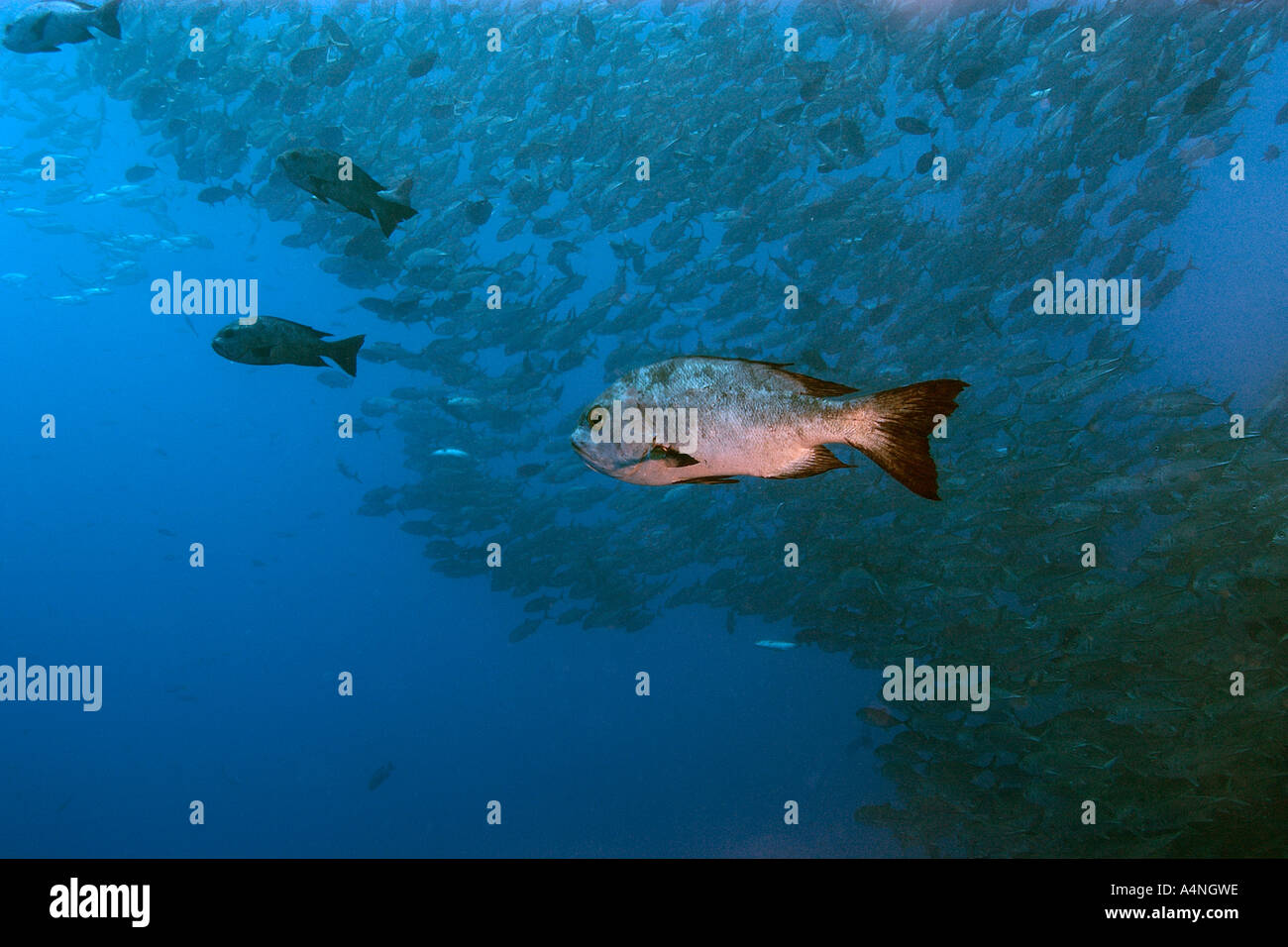 Fish emperor snapper hi-res stock photography and images - Alamy