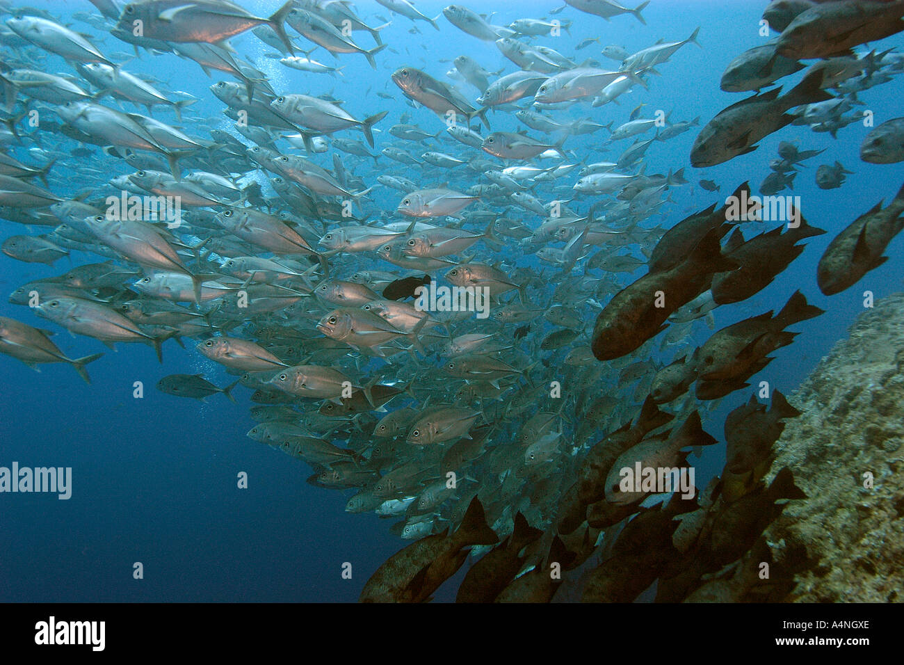 Black snappers hi-res stock photography and images - Alamy