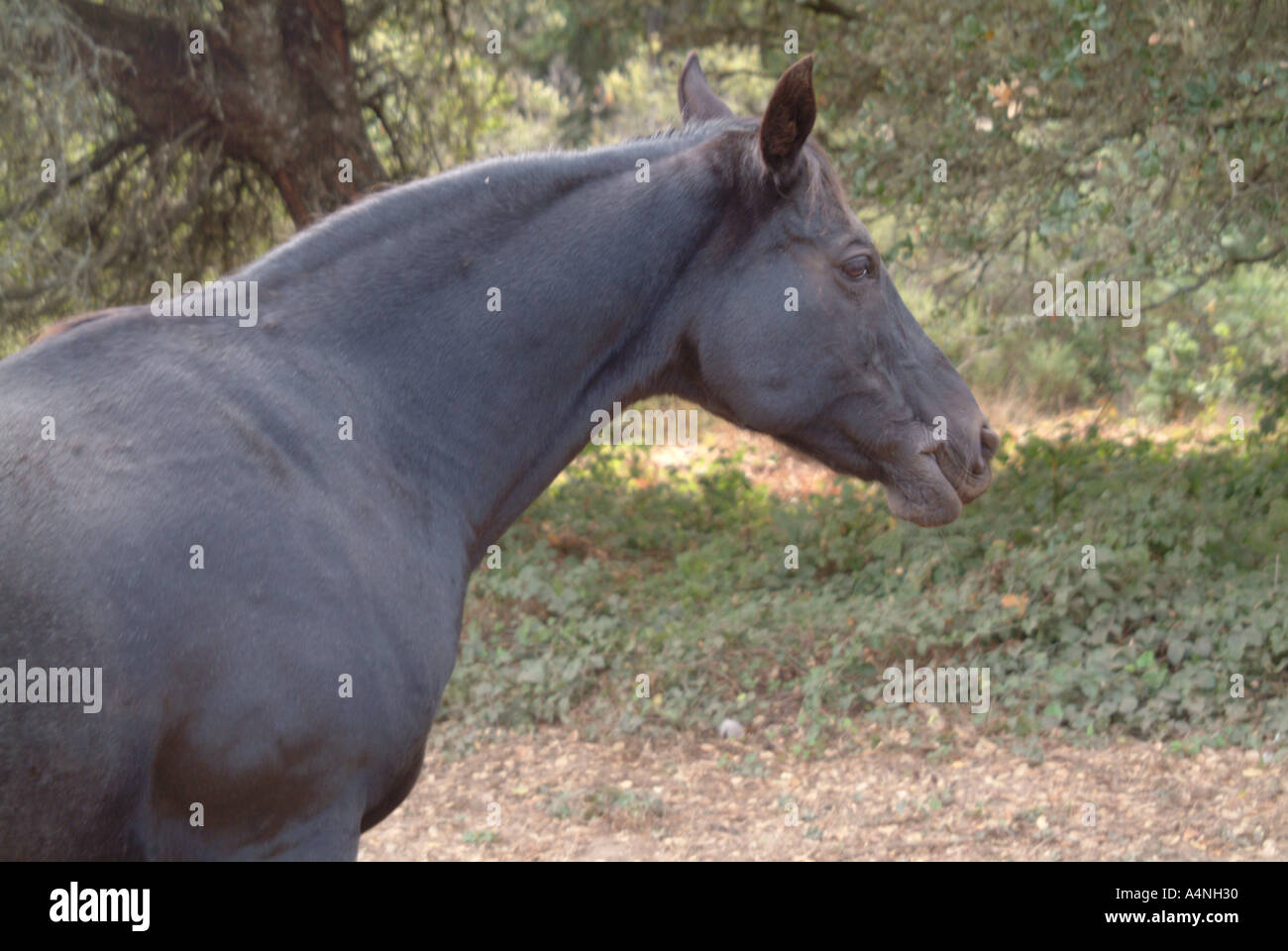 Black mare horse with a white spot on its forehead in a field MR L 023 ...