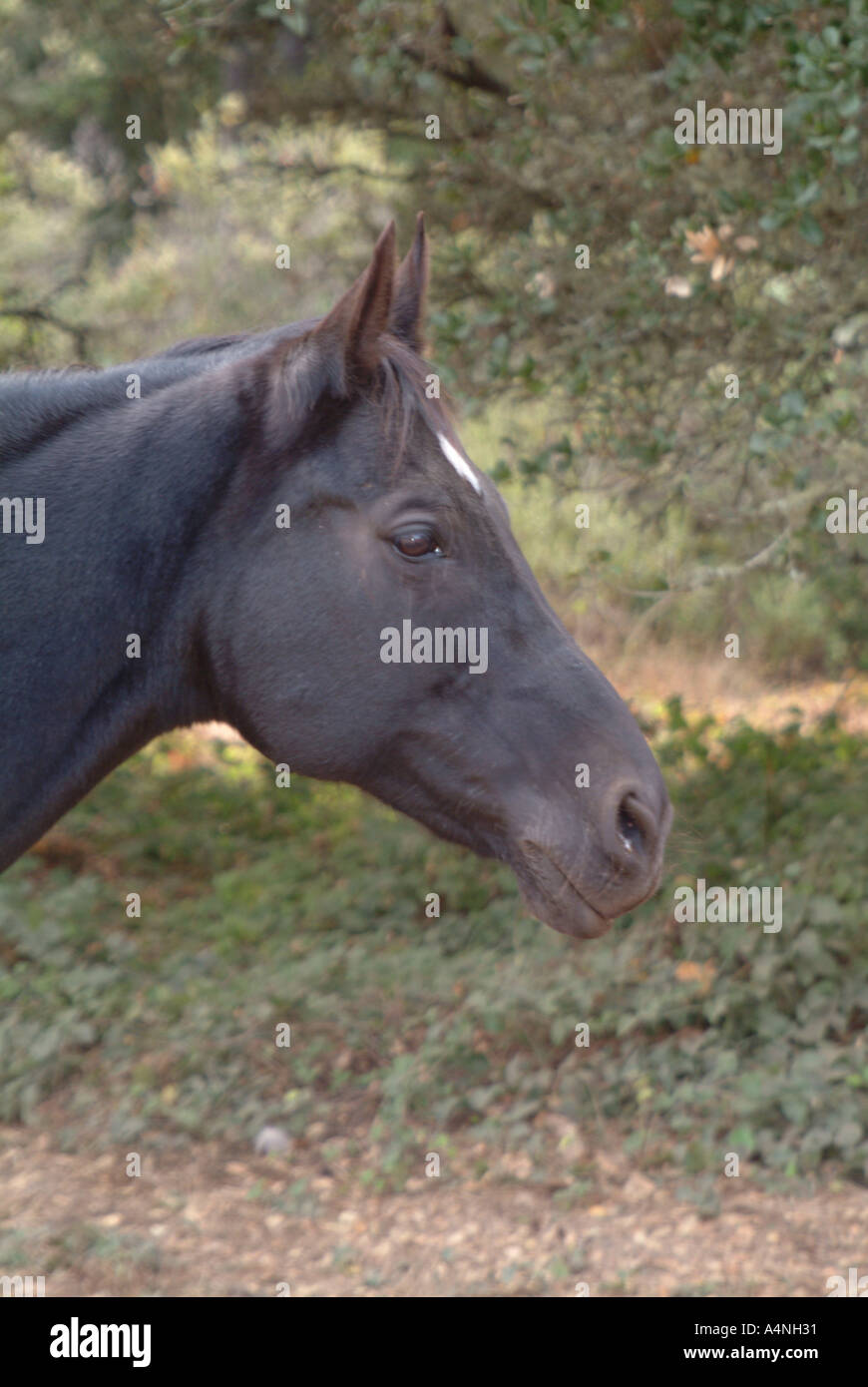 Black mare horse with a white spot on its forehead in a field MR L 023 ...