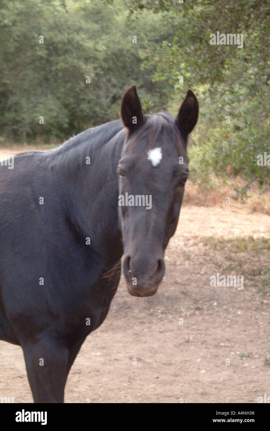 Black mare horse with a white spot on its forehead in a field MR L 023 ...