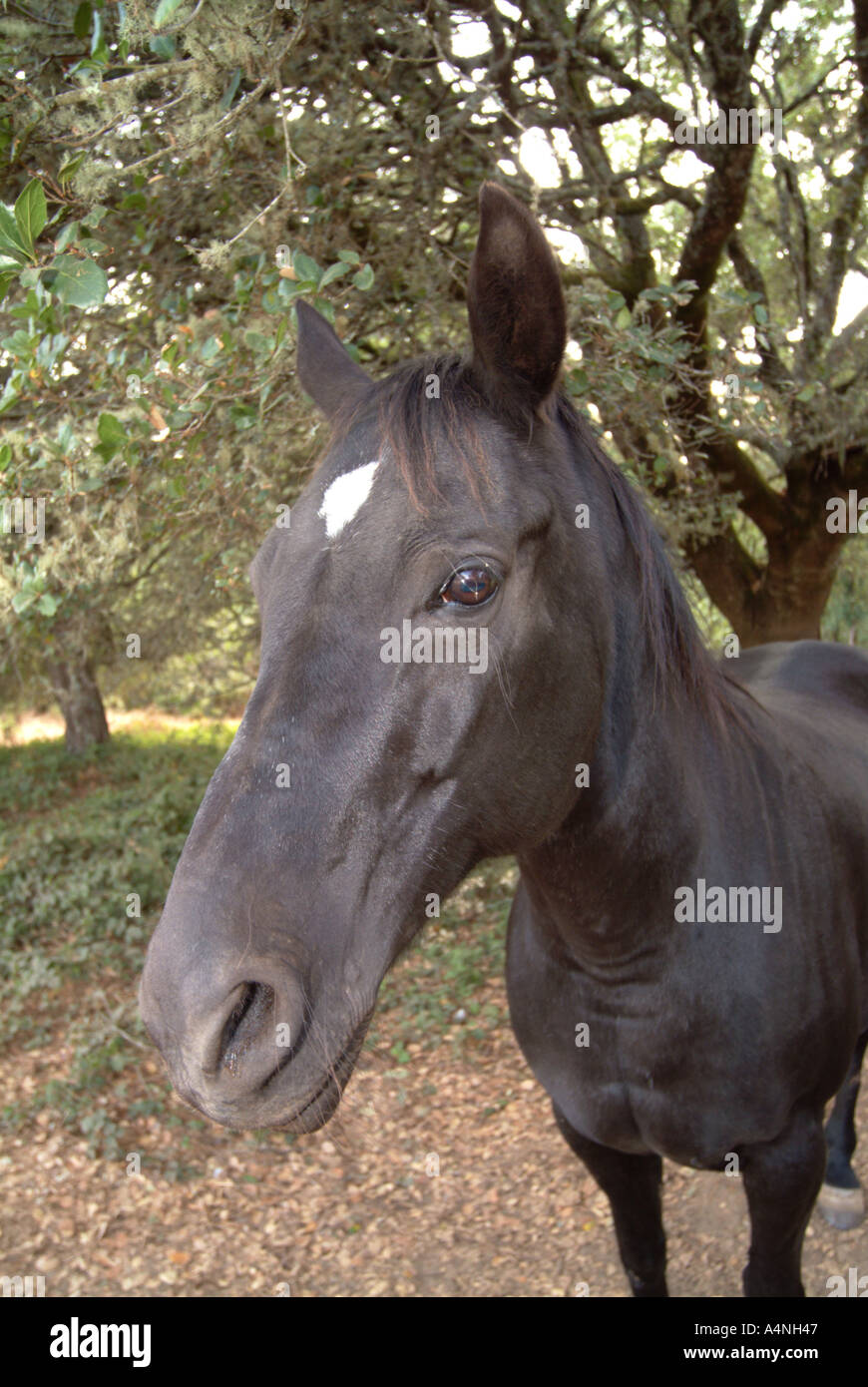 Black mare horse with a white spot on its forehead in a field MR L 023 ...