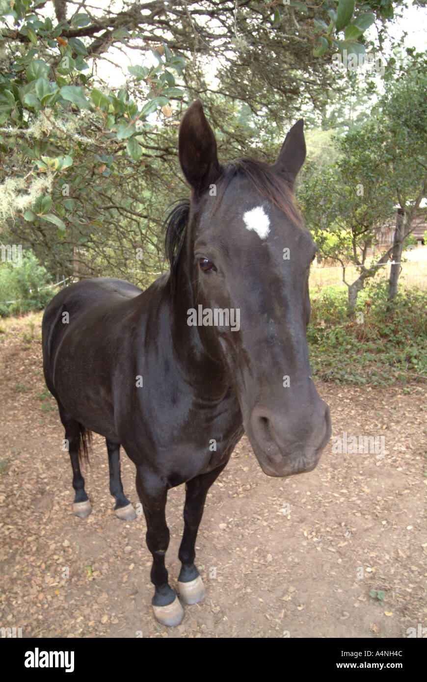 Black mare horse with a white spot on its forehead in a field MR L 023 ...