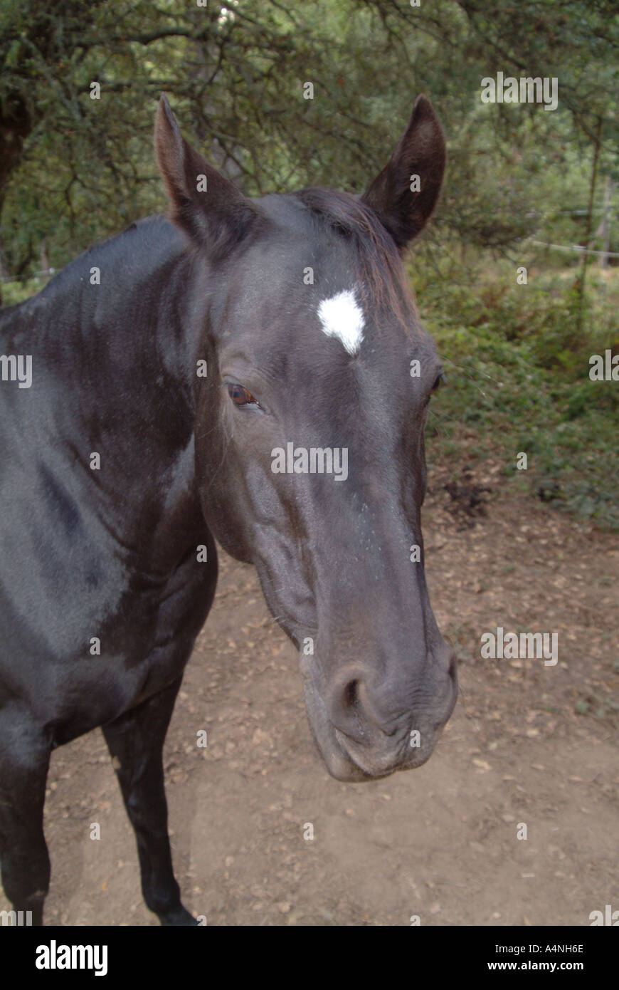 Black mare horse with a white spot on its forehead in a field MR L 023 ...
