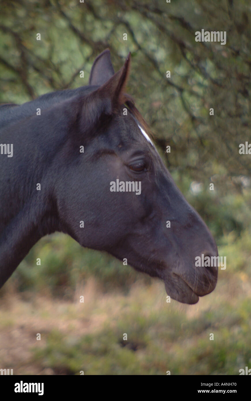 Black mare horse with a white spot on its forehead in a field MR L 023 ...