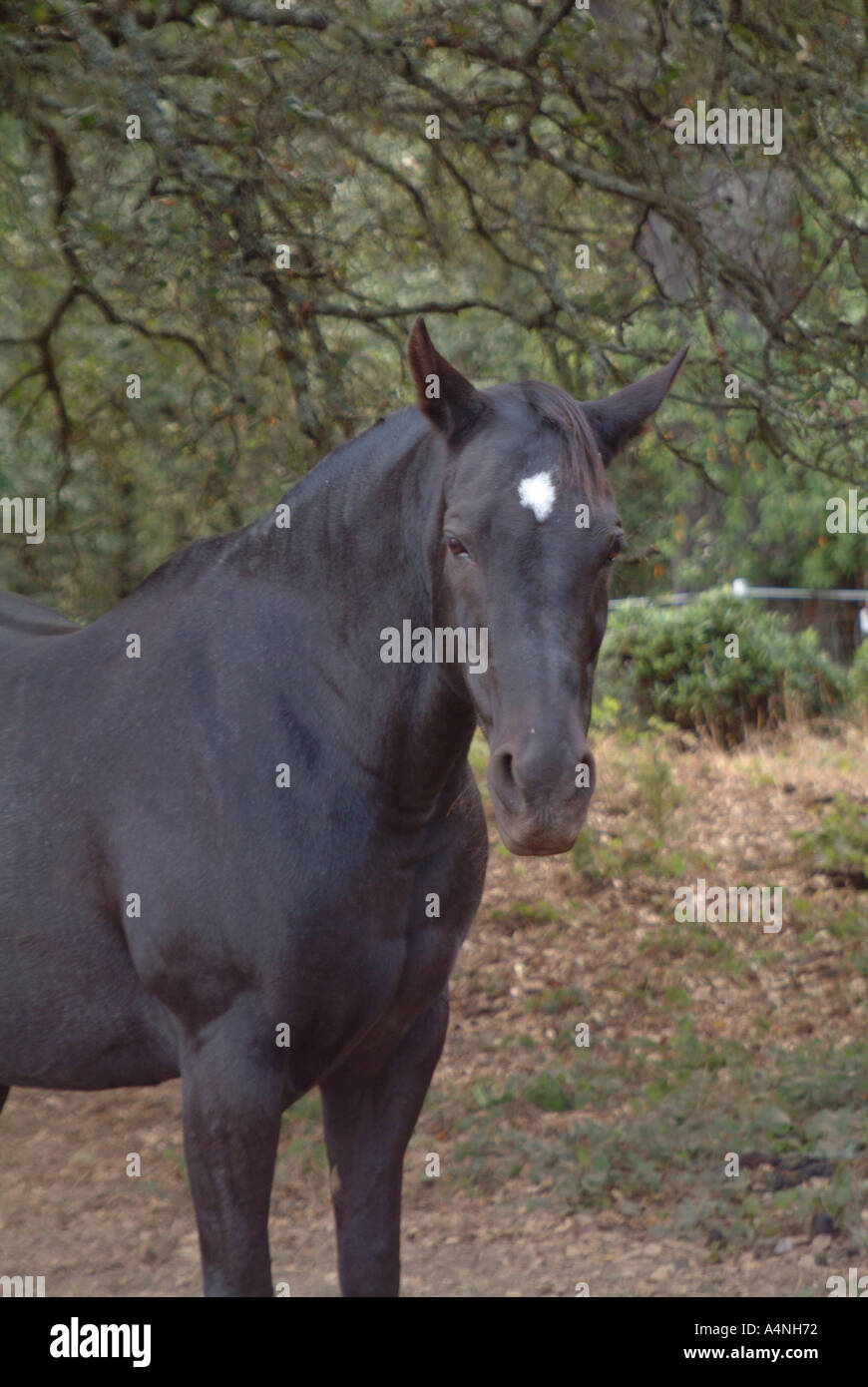 Black mare horse with a white spot on its forehead in a field MR L 023 ...