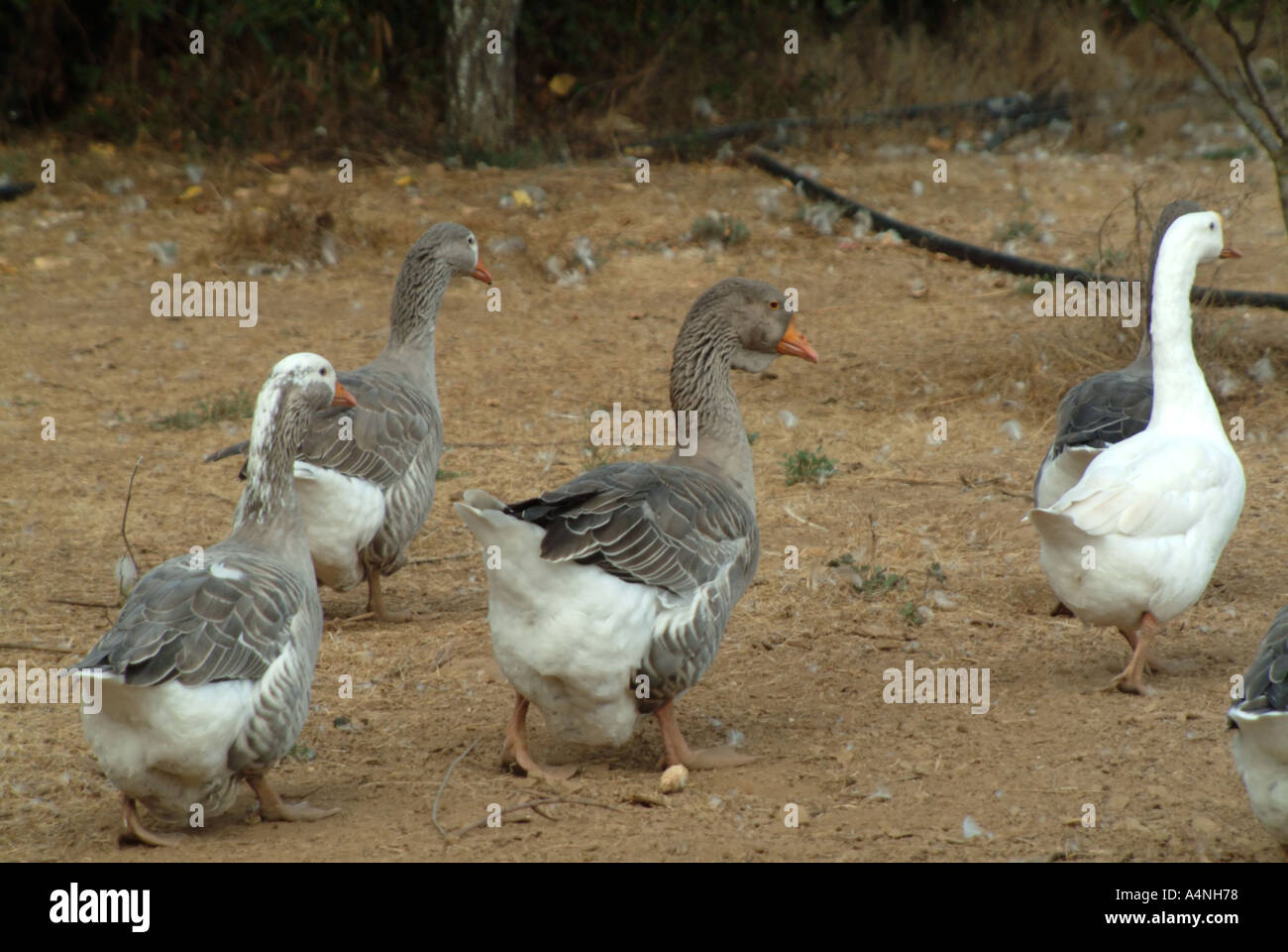 A group of geese walk by Stock Photo - Alamy