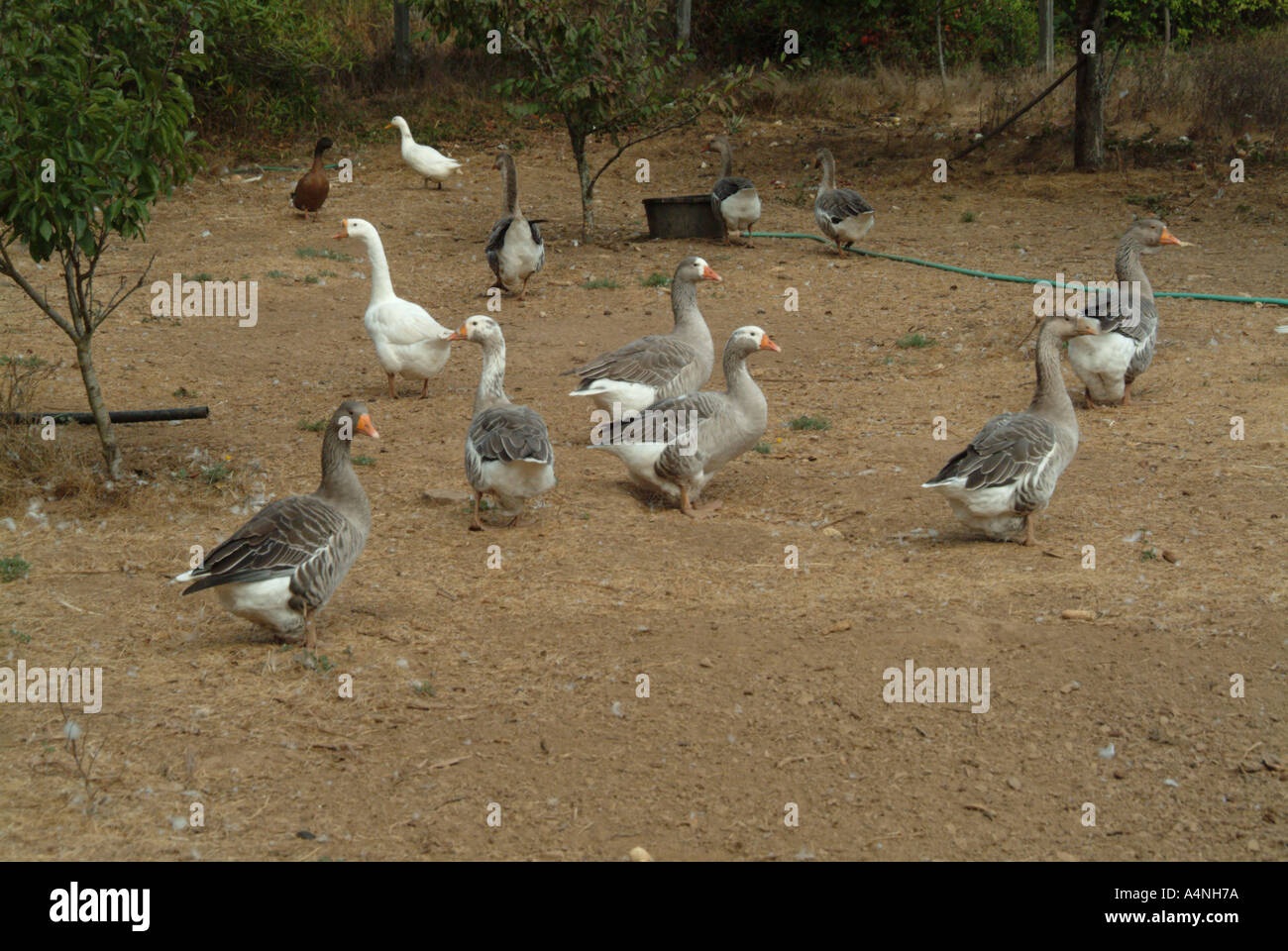 A group of geese walk by Stock Photo - Alamy