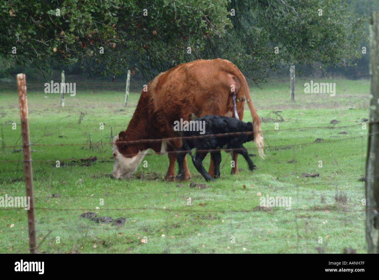 Hours old calf hi-res stock photography and images - Alamy