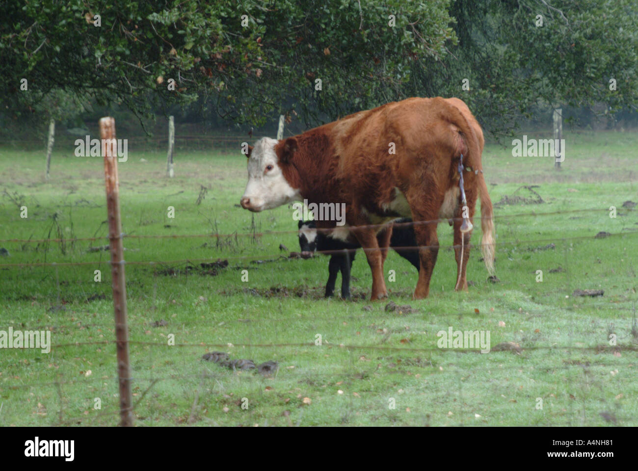 Hours old calf hi-res stock photography and images - Alamy