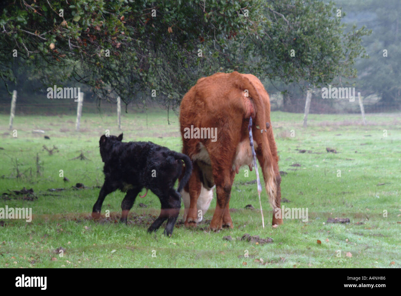 Hours old calf hi-res stock photography and images - Alamy