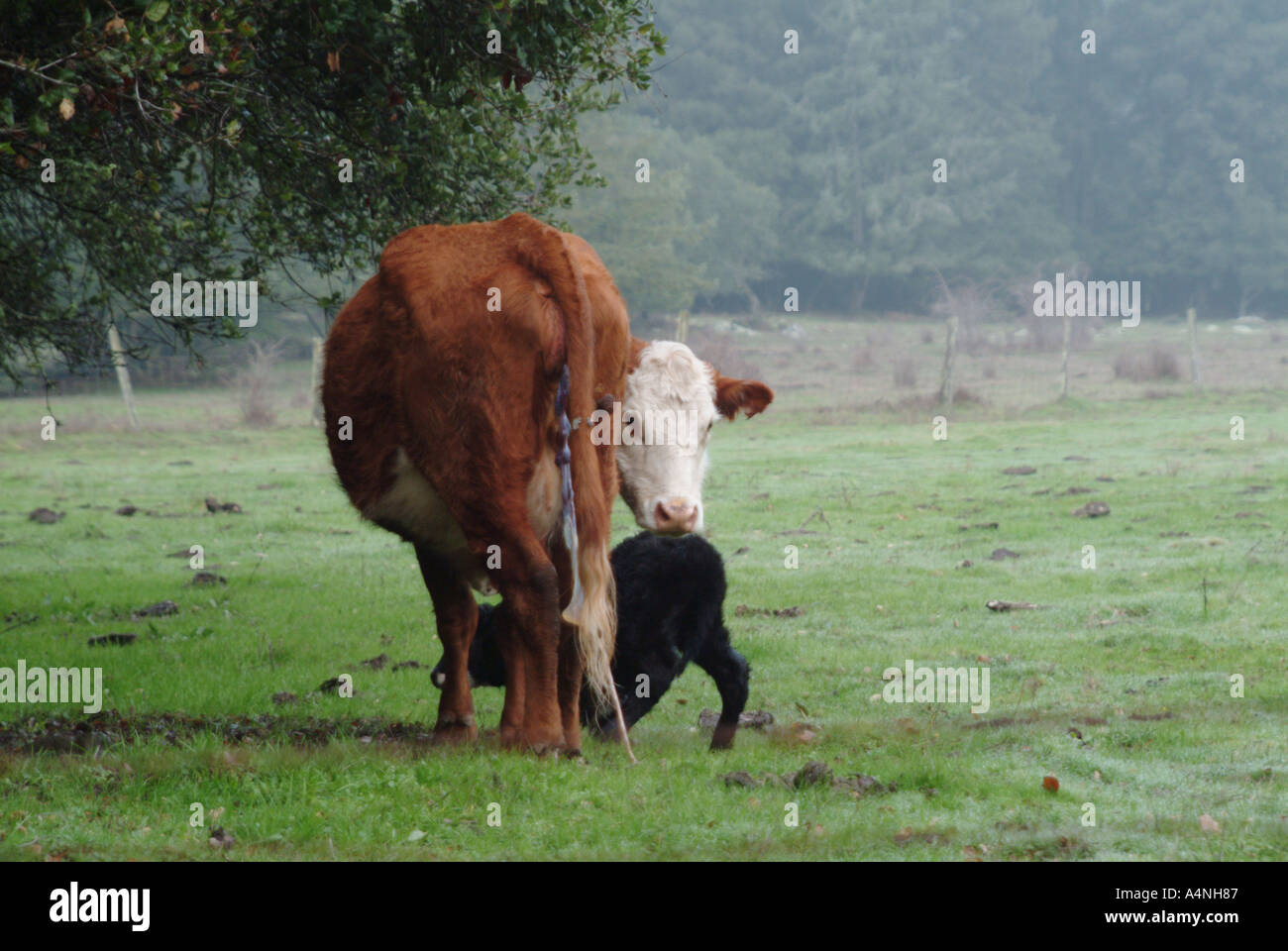 Hours old calf hi-res stock photography and images - Alamy