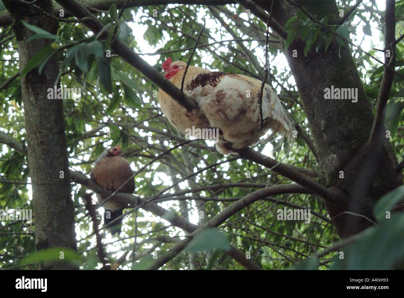 Occidental town rooster and hen roost in a tree in town Stock Photo - Alamy