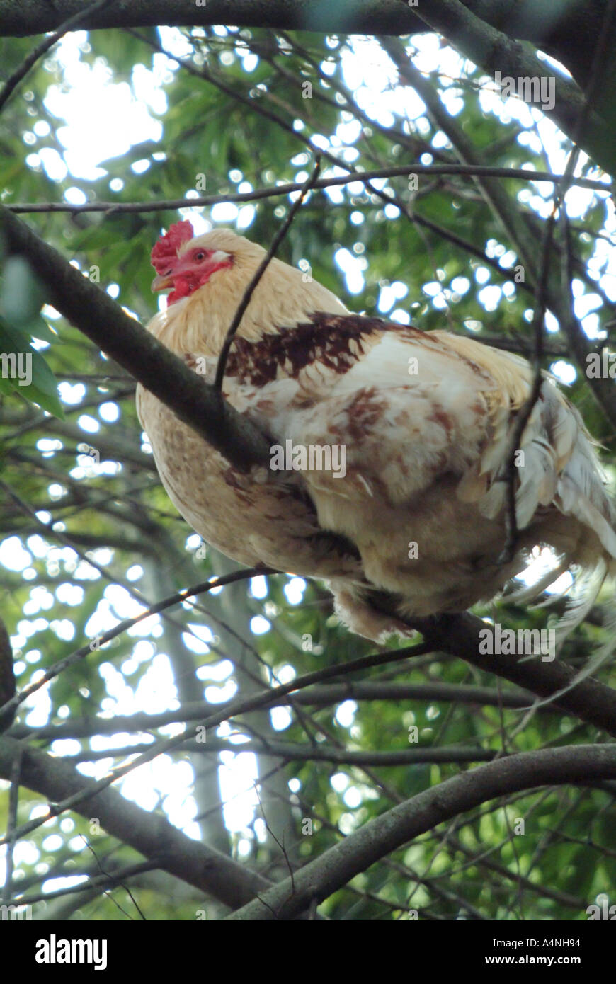 Occidental town rooster roosts in a tree in town Stock Photo - Alamy