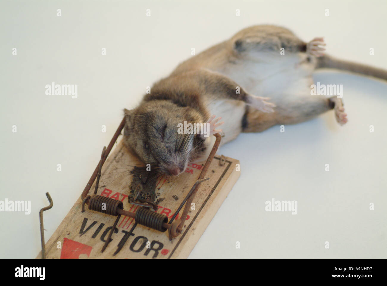 Dusky Footed Woodrat