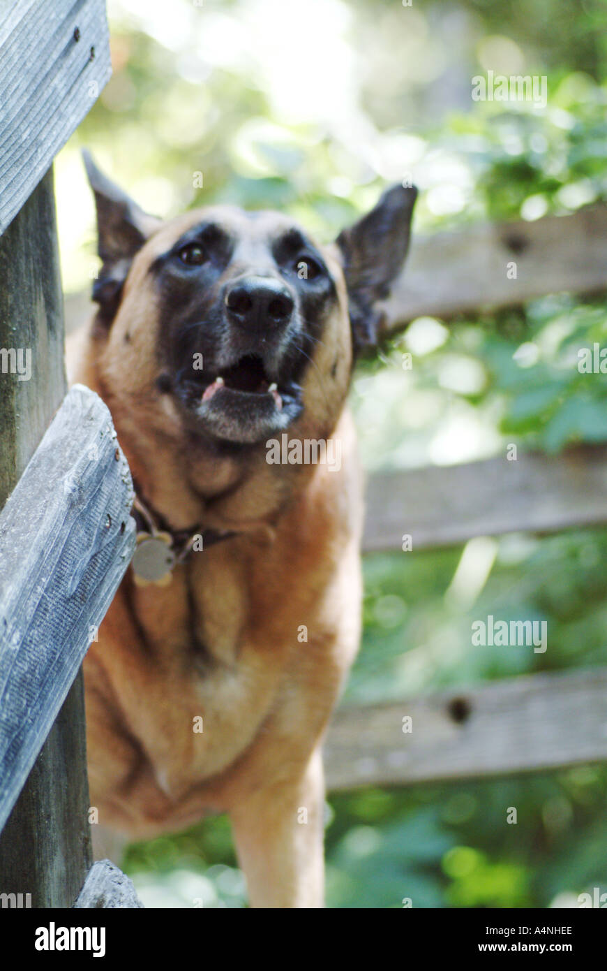 Belgian Malinois dog on deck growling PR M 101 Stock Photo - Alamy