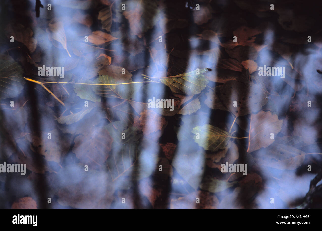 Dark tree shadows in water hi-res stock photography and images - Alamy
