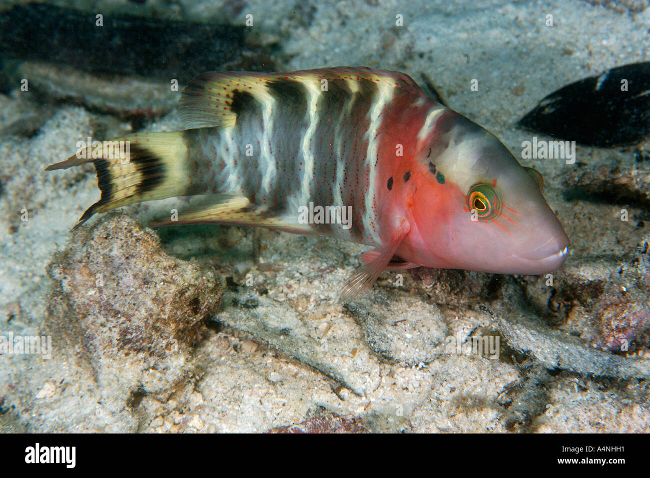 Red breasted wrasse Cheilinus fasciatus Palau Micronesia Stock Photo ...