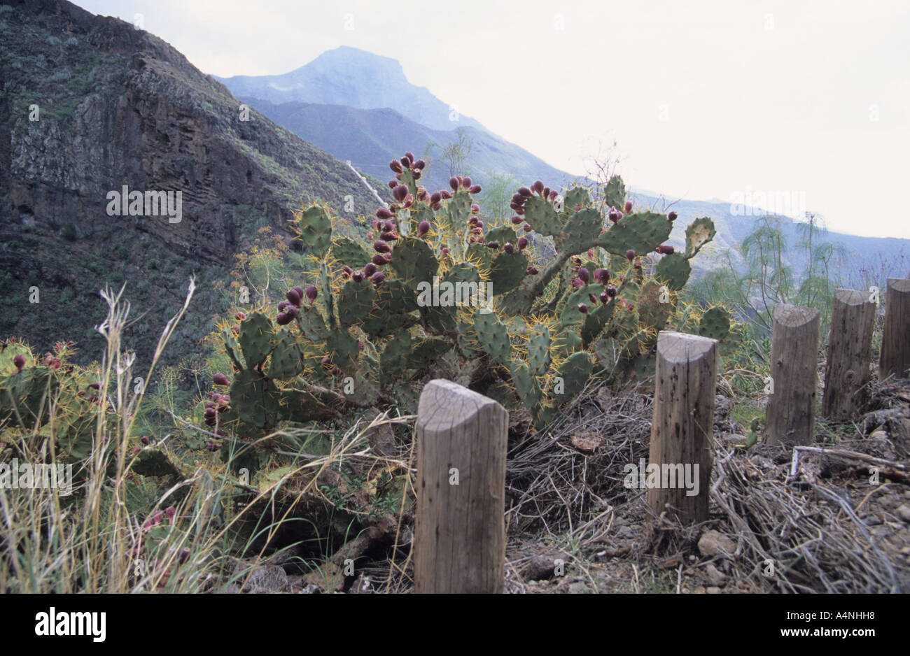 Pointy fruits hi-res stock photography and images - Alamy