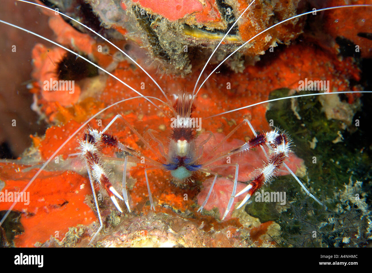 Banded coral cleaner shrimp Stenopus hispidus Palau Micronesia Stock ...