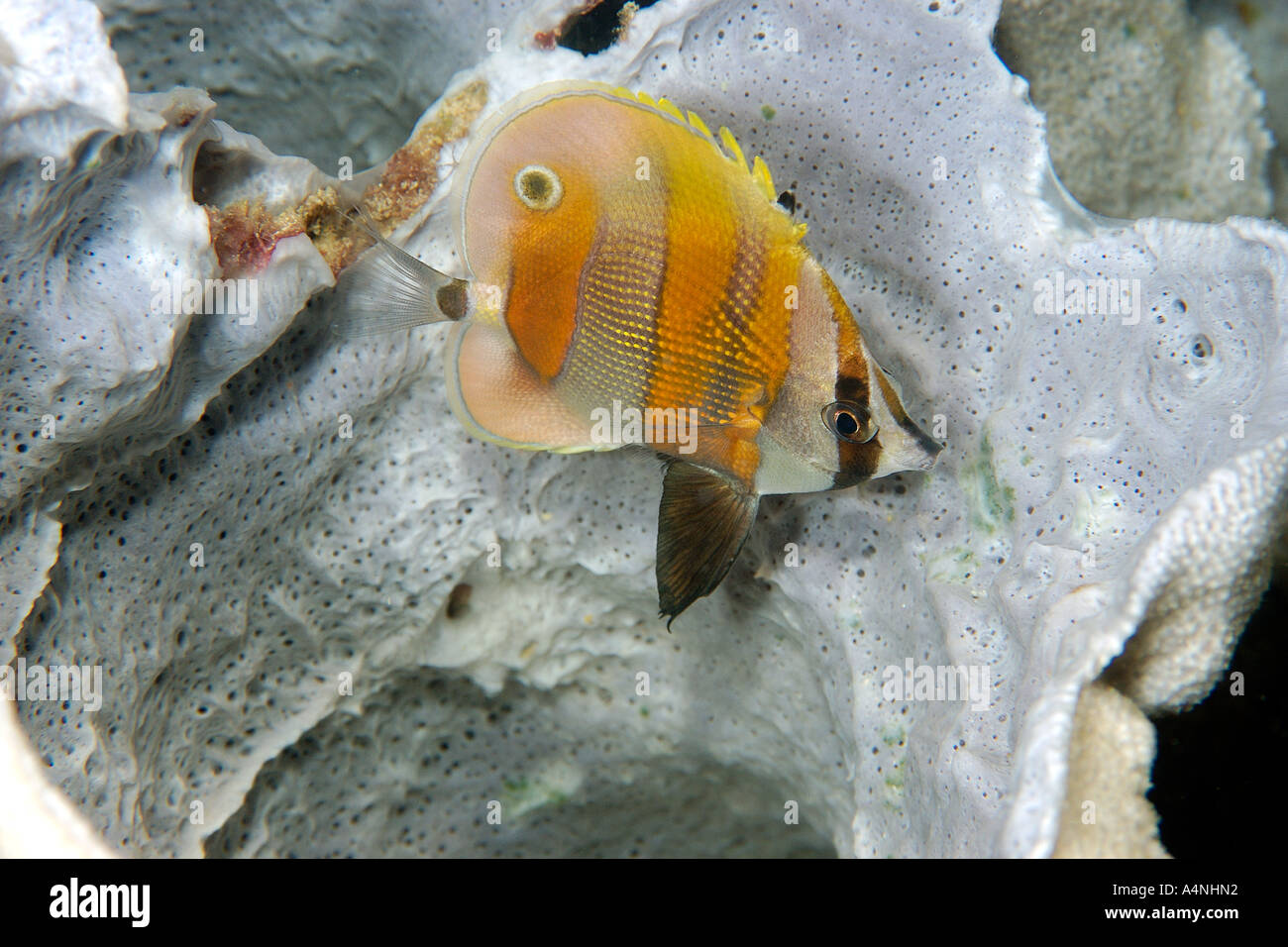 Orange banded coralfish Coradion chrysozonus inside vase sponge Jake s ...