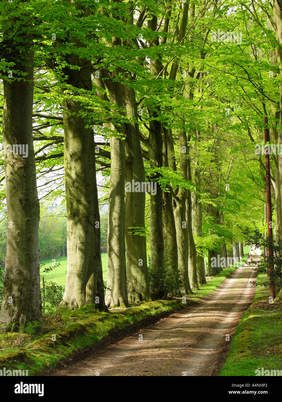 Avenue Trees High Resolution Stock Photography and Images - Alamy