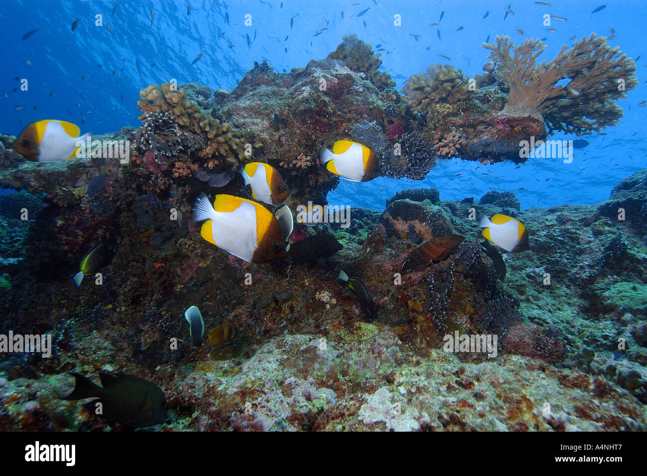 Aggregation of pyramid butterflyfish Hemitaurichthys polylepis swims ...