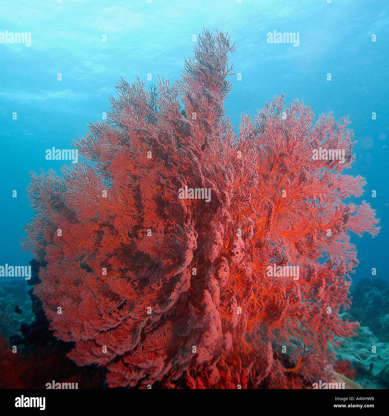 Astrogorgia sp hi-res stock photography and images - Alamy