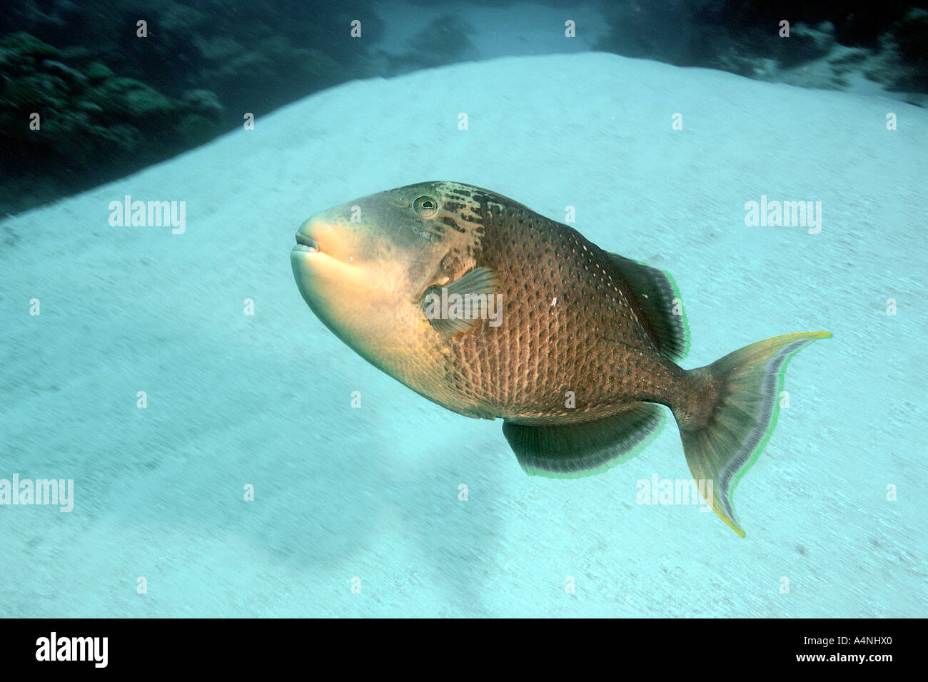 Yellowmargin triggerfish Balistoides flavimarginatus Ulong channel ...
