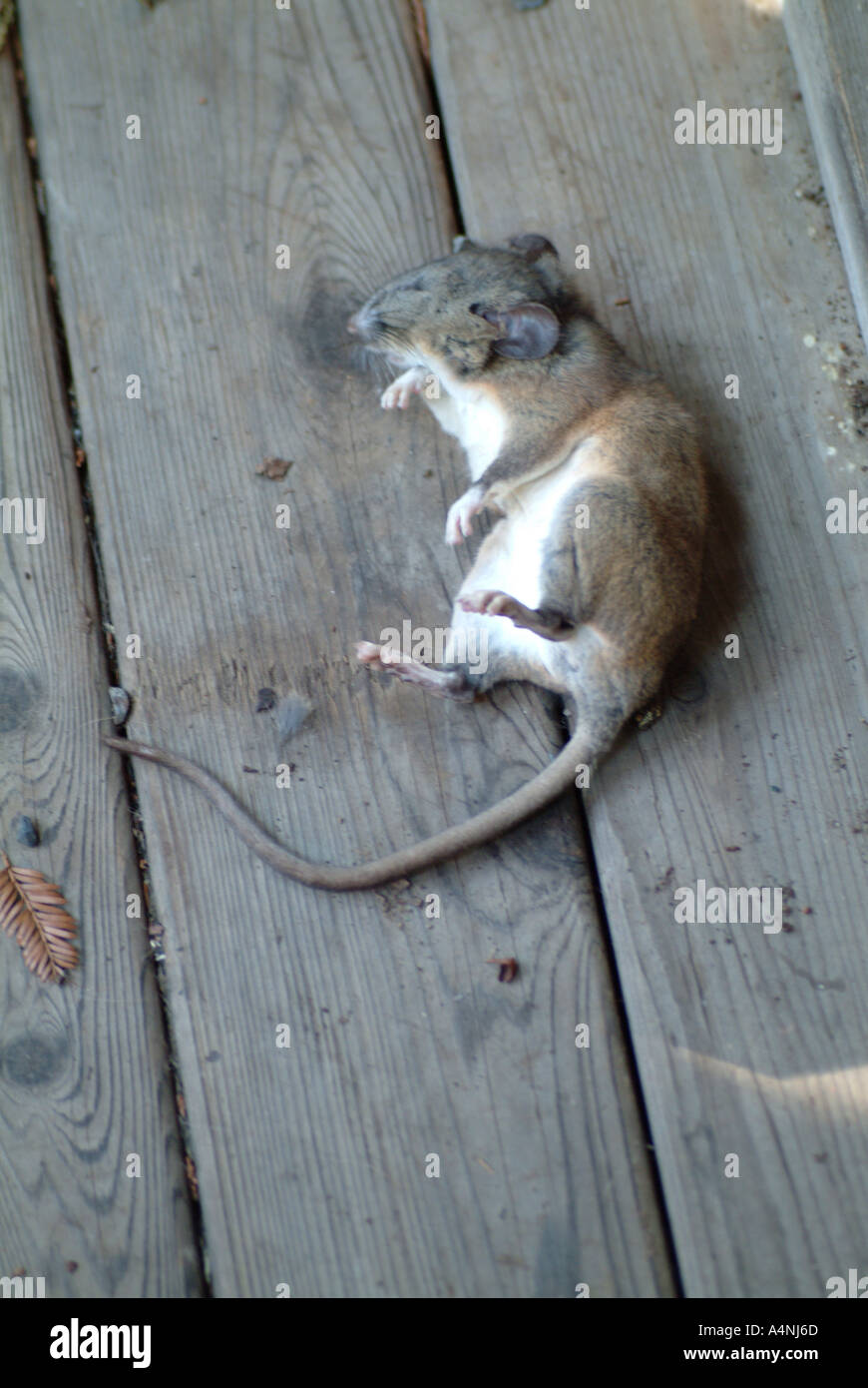 Dusky Footed Woodrat