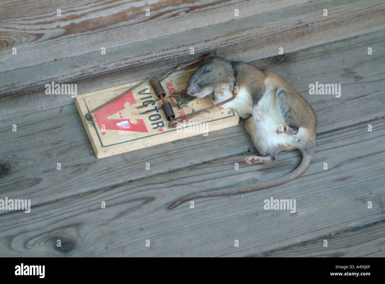 Dusky footed woodrat hi-res stock photography and images - Alamy