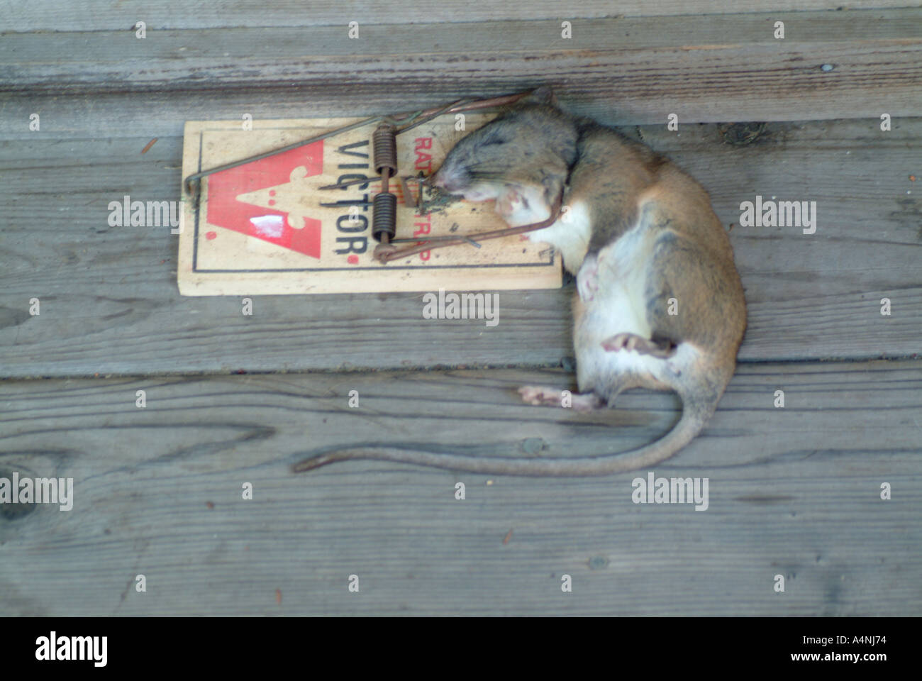 Dusky Footed Woodrat